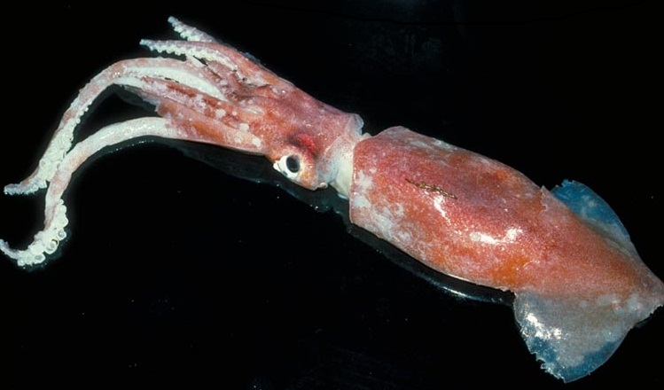 Anatomía De Una Sepia